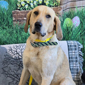 Bocephus - Puppy Area