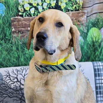 Bocephus - Puppy Area