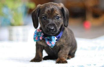 Bugatti - Puppy Area