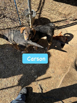 Carson - Puppy Area
