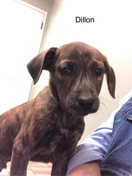 Dillon - Puppy Area