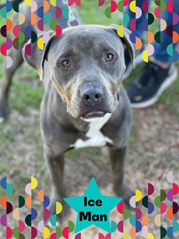 Ice Man - Puppy Area