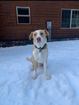 Jayce Ace Labrador Good Boy - Puppy Area