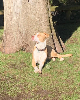 Jayce Ace Labrador Good Boy - Puppy Area