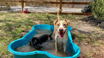 Jayce Ace Labrador Good Boy - Puppy Area
