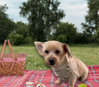 Lincoln - Puppy Area