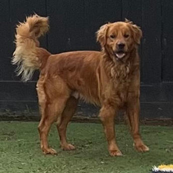 OLIVER THE GOLDEN - Puppy Area