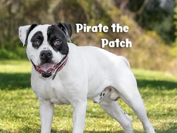 Patchy the Pirate - Puppy Area