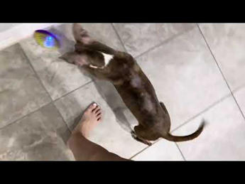 Percy Perseverance The Tiny Pittie - Puppy Area