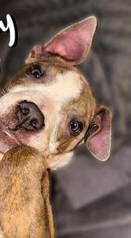 Percy Perseverance The Tiny Pittie - Puppy Area