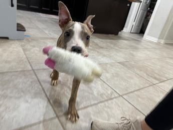 Percy Perseverance The Tiny Pittie - Puppy Area