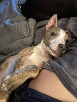 Percy Perseverance The Tiny Pittie - Puppy Area