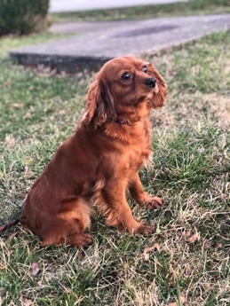 Rosebud - Puppy Area