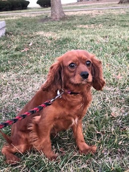 Rosebud - Puppy Area