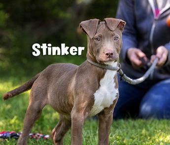 Stinker - Puppy Area
