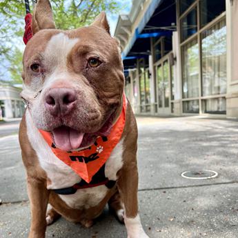 Zair – senior - Puppy Area