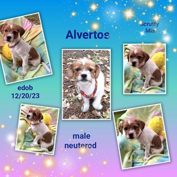 Alvertos BR13158-T LOCAL Adoption Event in Burlington 04/20 & 4/21 ...