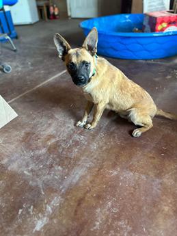 Davy Jones - Puppy Area