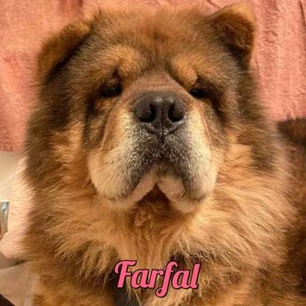 Farfal - Puppy Area