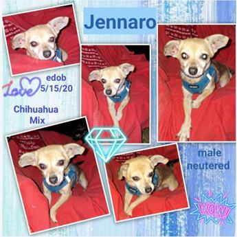 Jennaro WA12672-T - Puppy Area