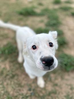 Kevin your Heart - Puppy Area