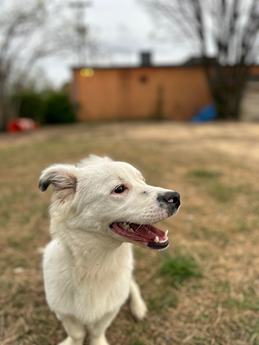 Kevin your Heart - Puppy Area