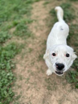 Kevin your Heart - Puppy Area