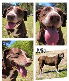 Mia - Puppy Area
