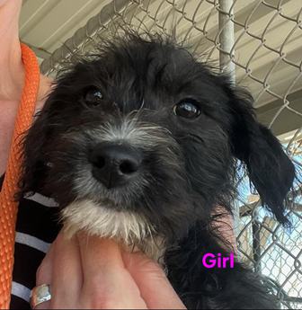 Oreo girl boy lab terrier pups!! - Puppy Area