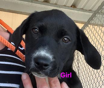 Oreo girl boy lab terrier pups!! - Puppy Area
