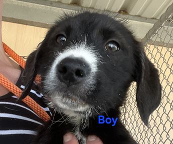 Oreo girl boy lab terrier pups!! - Puppy Area