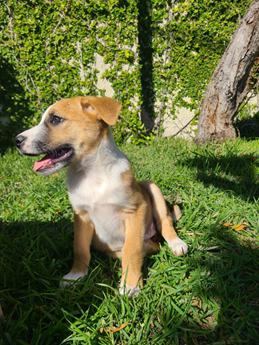 #03 Donna - Puppy Area