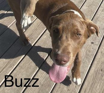 Buzz - Puppy Area