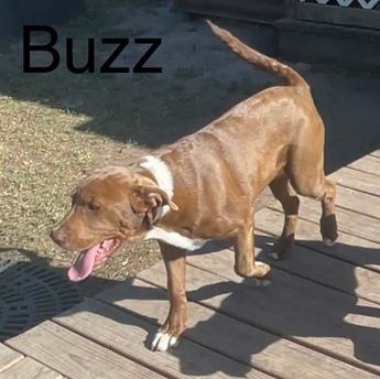 Buzz - Puppy Area