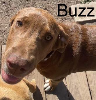 Buzz - Puppy Area