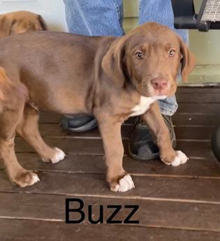 Buzz - Puppy Area