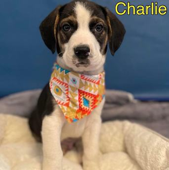 Charlie - Puppy Area