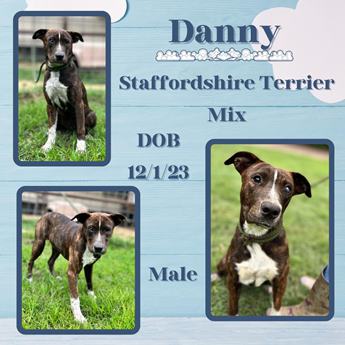 Danny - Puppy Area