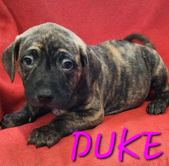 Duke - Puppy Area
