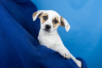 Gilbert - Puppy Area