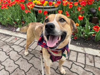 Hazzard - Puppy Area