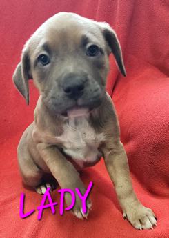 Lady - Puppy Area