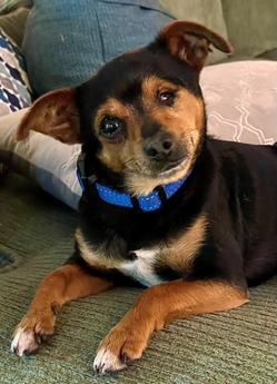 Lenny aka Little Bit - Puppy Area