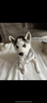 Miss Blue - Puppy Area