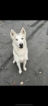 Miss Blue - Puppy Area