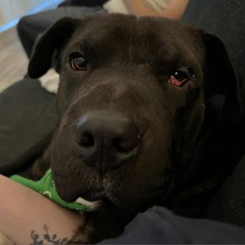 Pete MP - Puppy Area