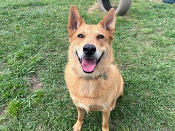 Ruby the Wiggly Smiling Joyful Relaxed Girl - Puppy Area