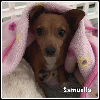 Samuella - Puppy Area