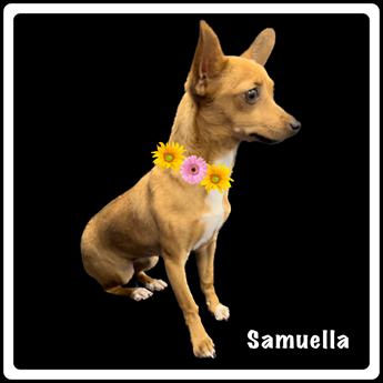 Samuella - Puppy Area
