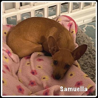 Samuella - Puppy Area